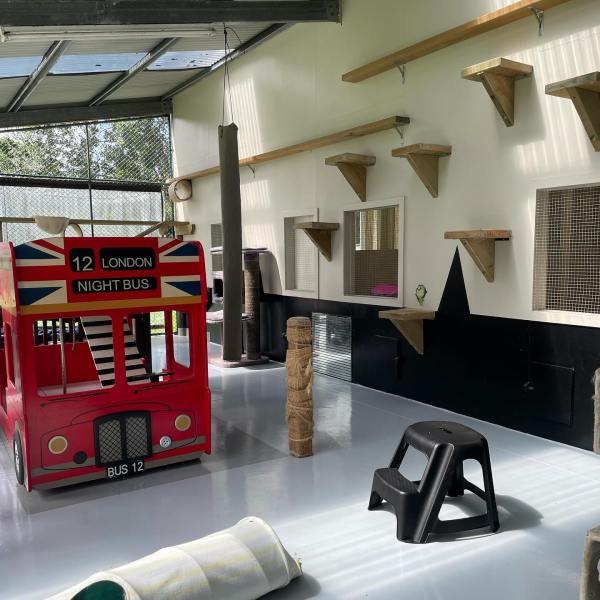 Boutique Cattery – Aucklands Premium Cattery
