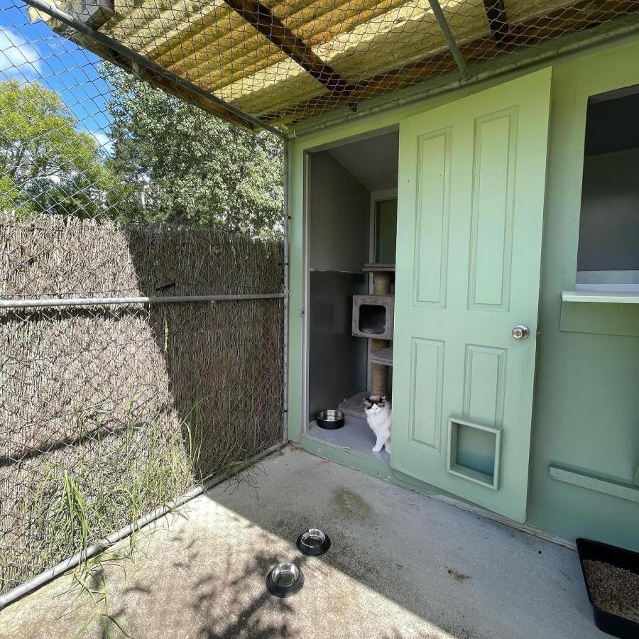Boutique Cattery – Aucklands Premium Cattery