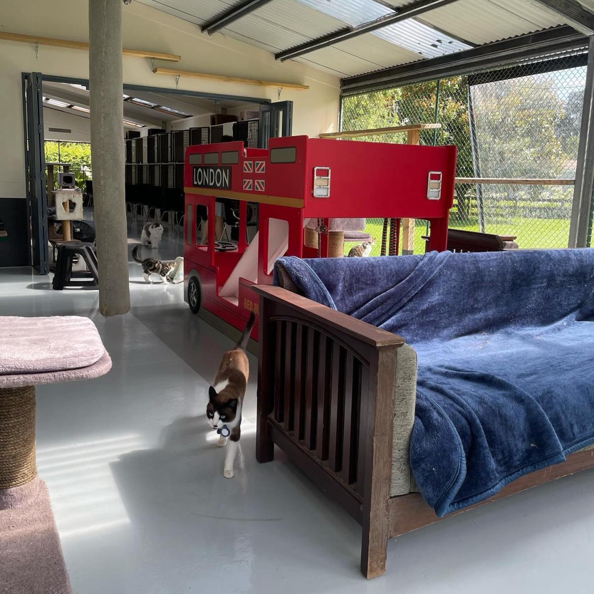 Boutique Cattery – Aucklands Premium Cattery
