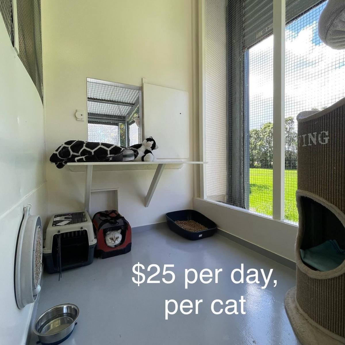 Boutique Cattery – Aucklands Premium Cattery