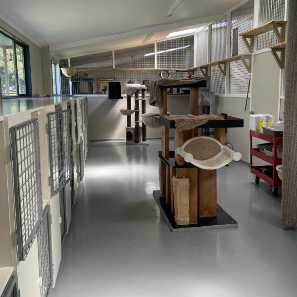 Boutique Cattery – Aucklands Premium Cattery