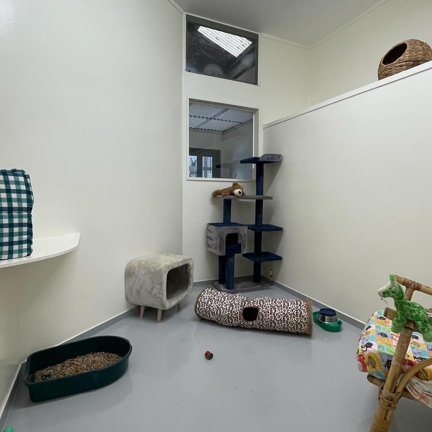 Boutique Cattery – Aucklands Premium Cattery