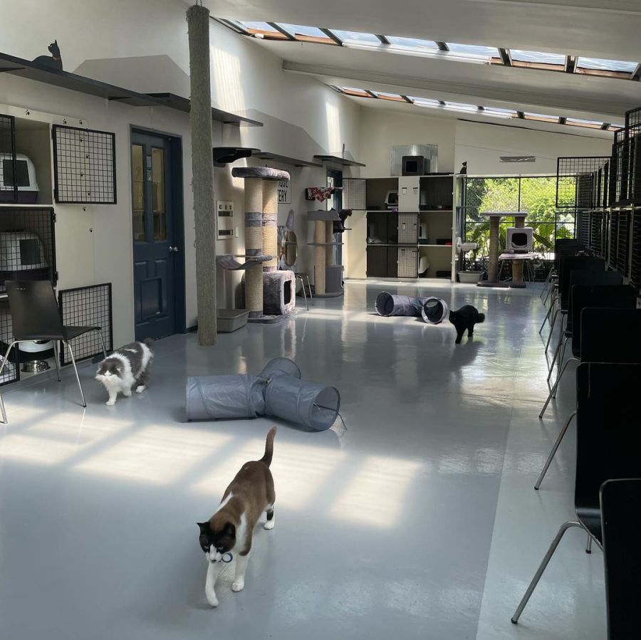 Boutique Cattery – Aucklands Premium Cattery