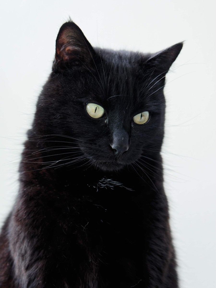 Boutique Cattery – Aucklands Premium Cattery