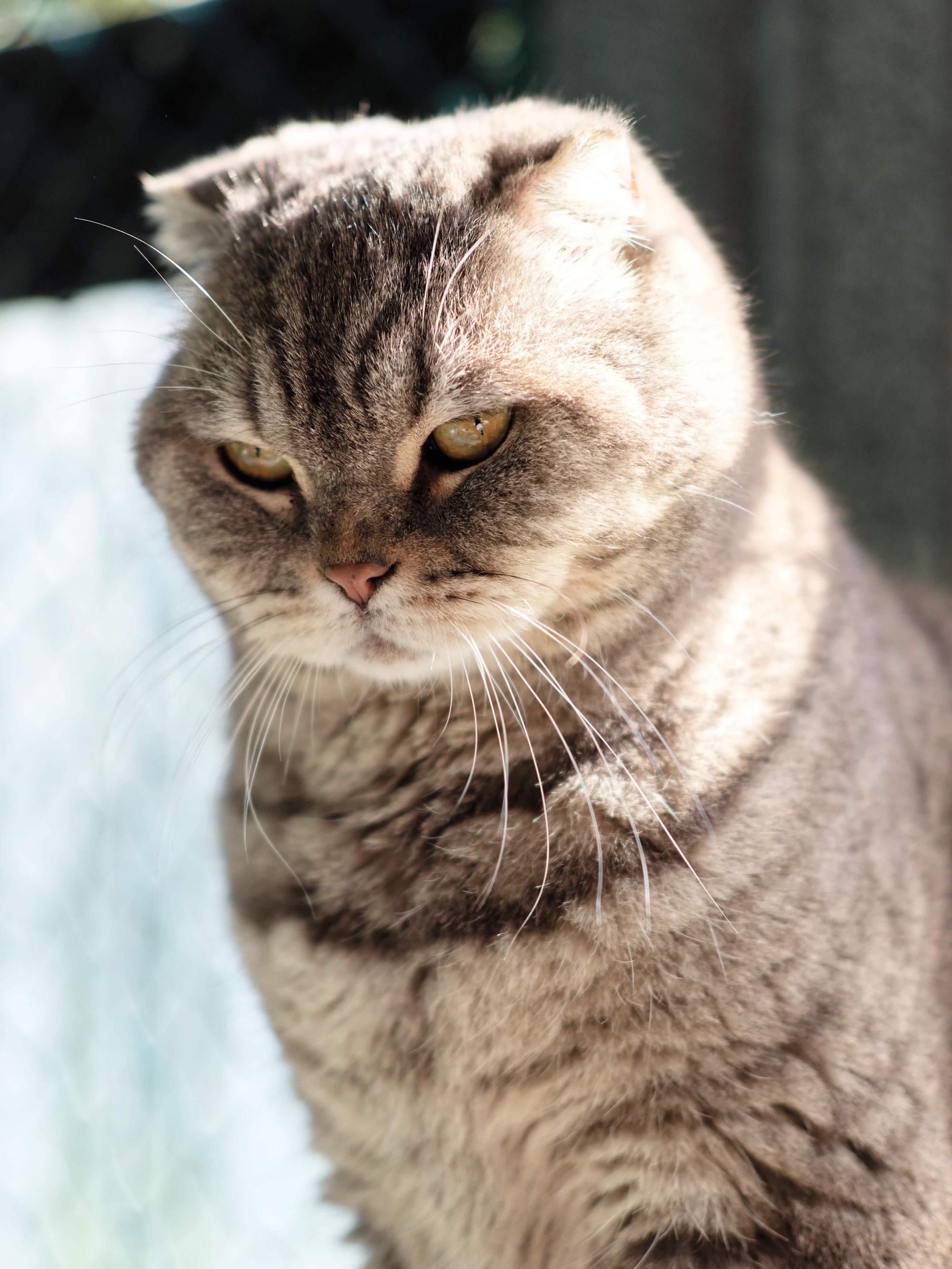 Boutique Cattery – Aucklands Premium Cattery