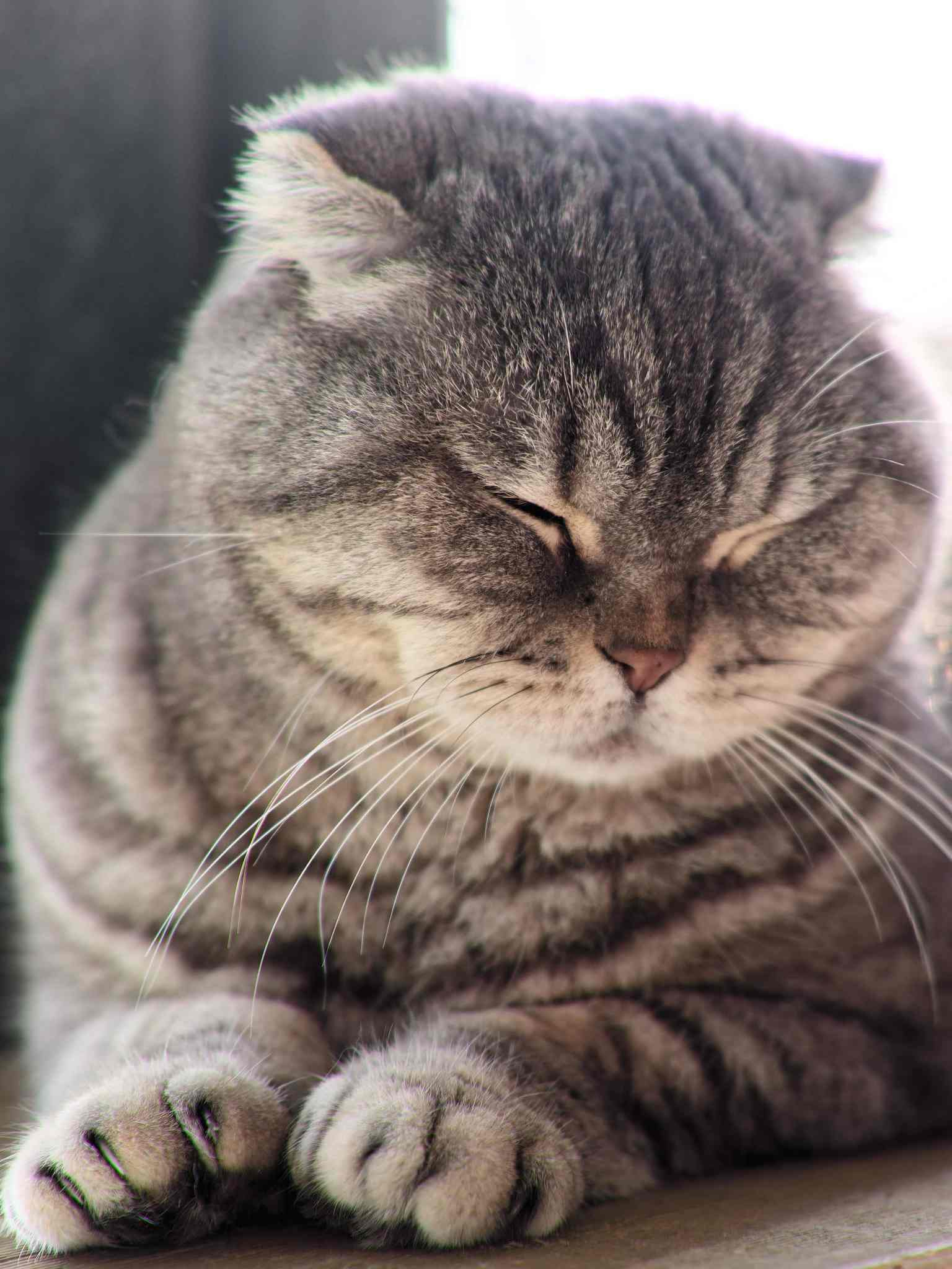 Boutique Cattery – Aucklands Premium Cattery