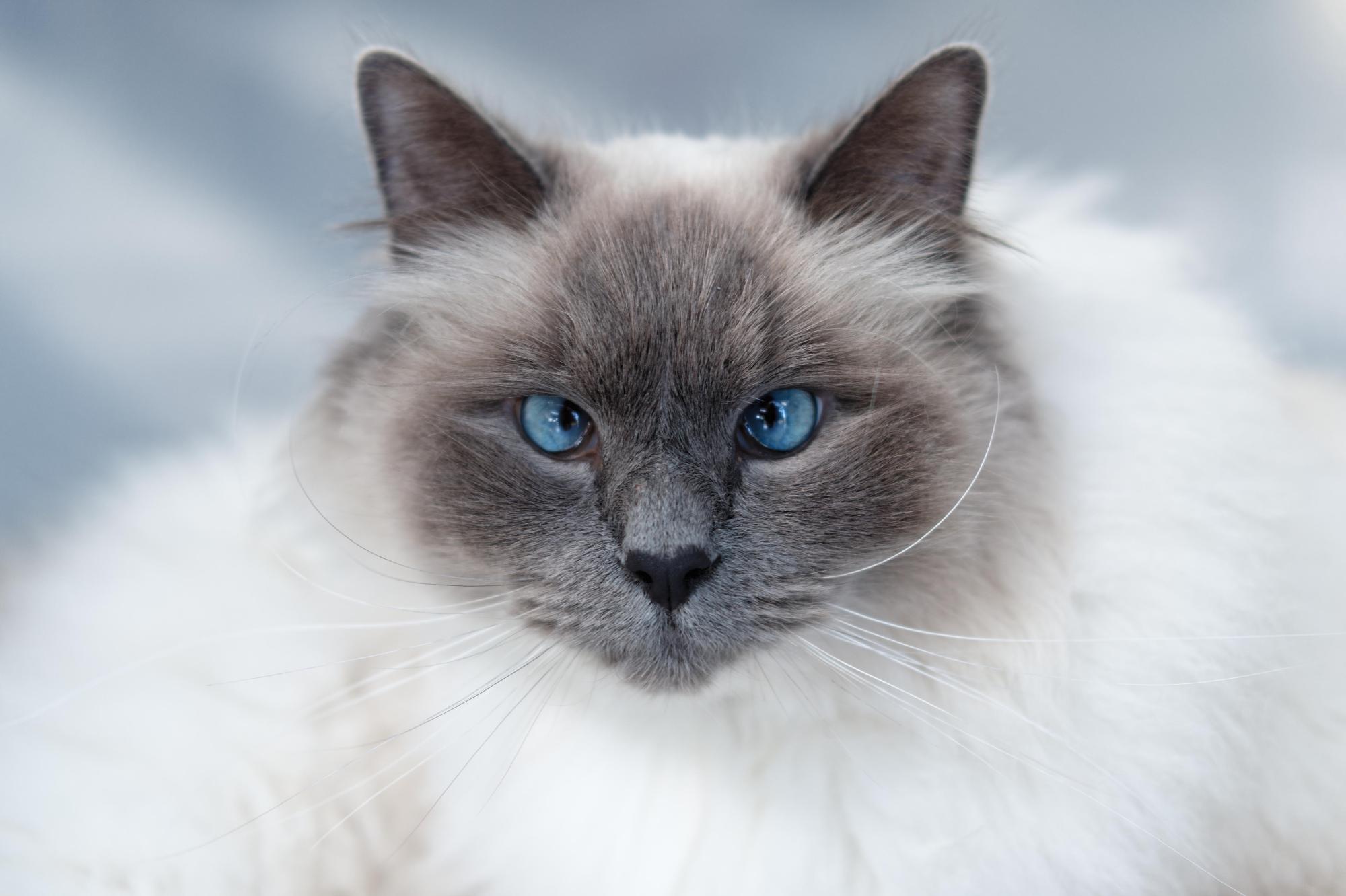 Boutique Cattery – Aucklands Premium Cattery