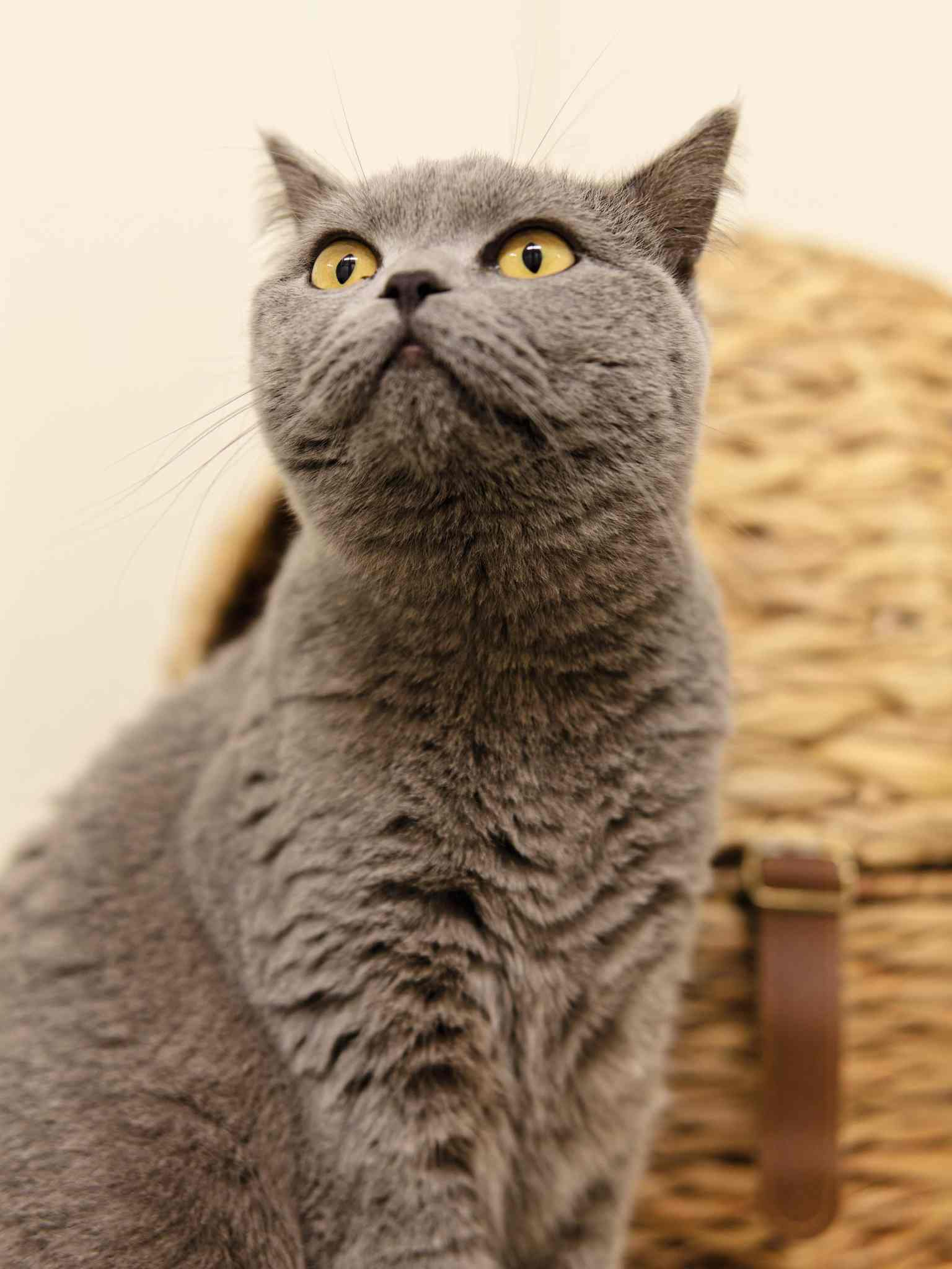 Boutique Cattery – Aucklands Premium Cattery