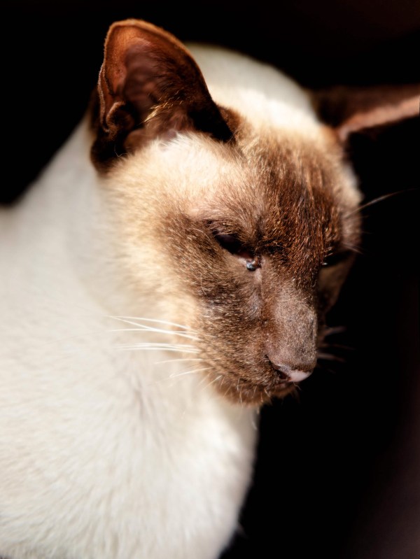 Boutique Cattery – Aucklands Premium Cattery