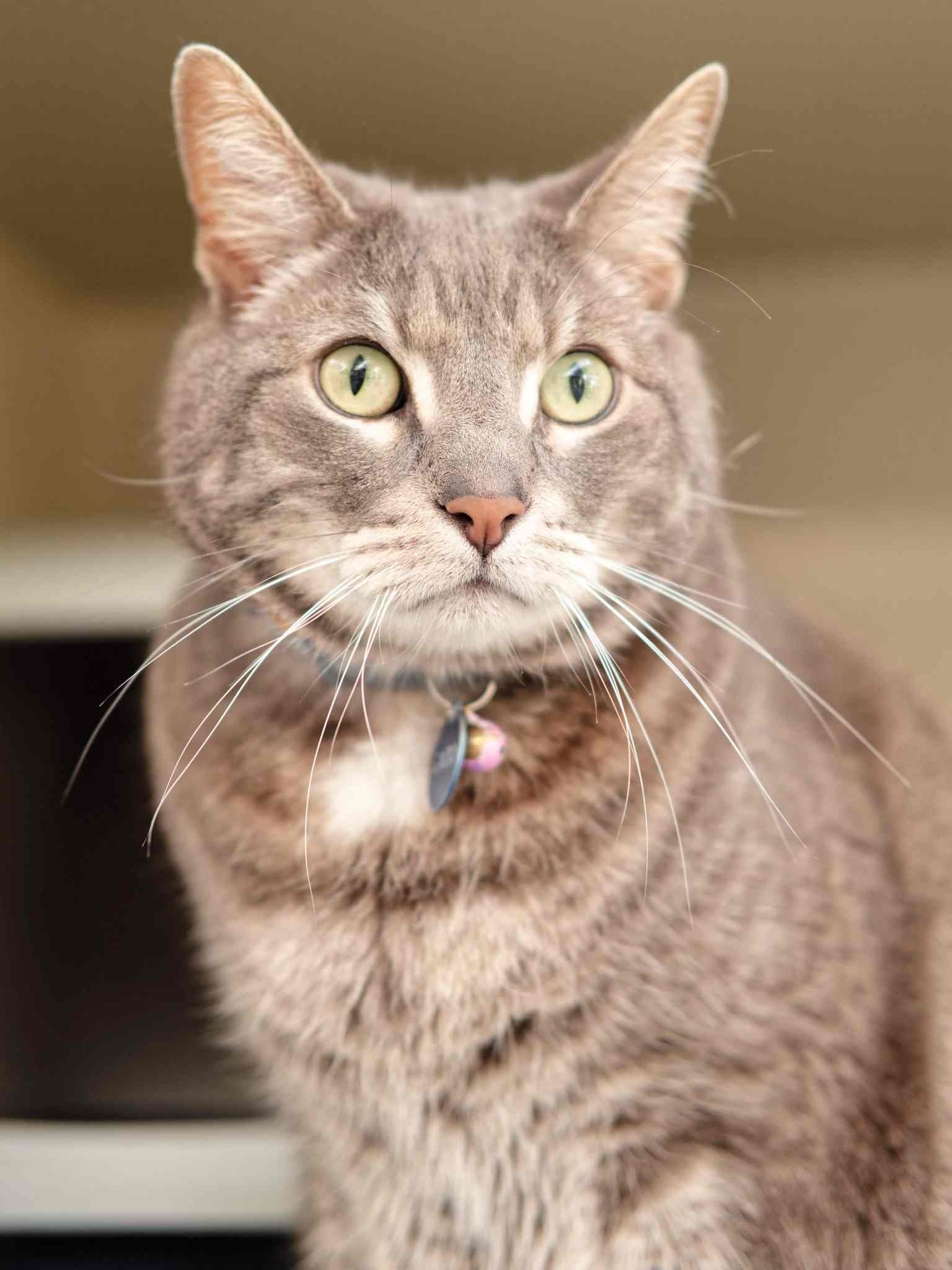 Boutique Cattery – Aucklands Premium Cattery