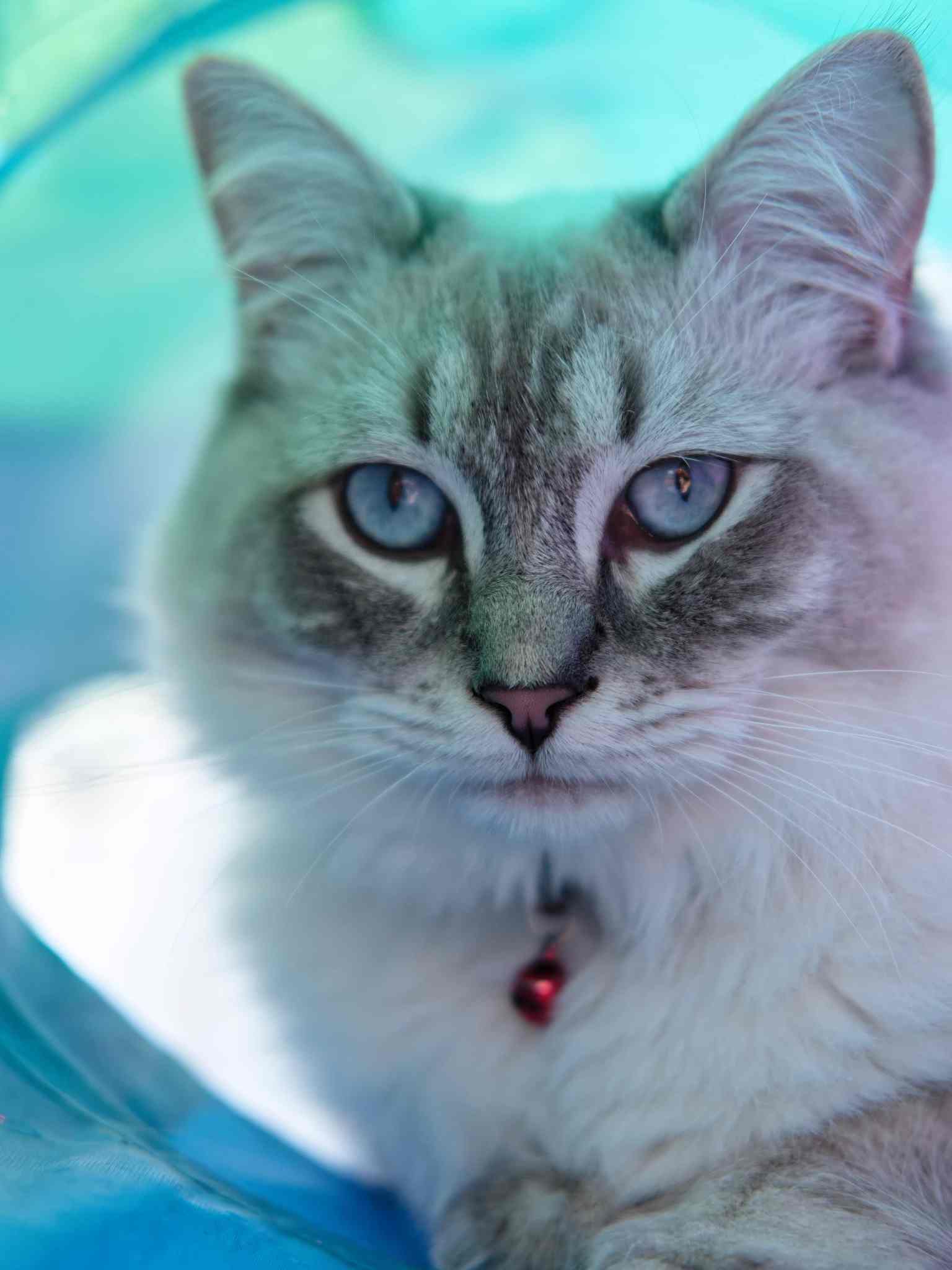 Boutique Cattery – Aucklands Premium Cattery