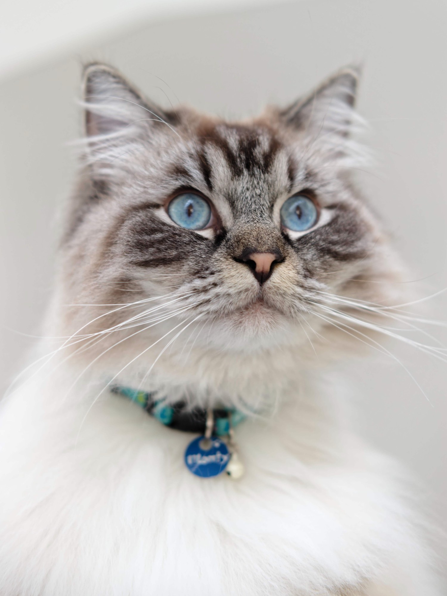 Boutique Cattery – Aucklands Premium Cattery