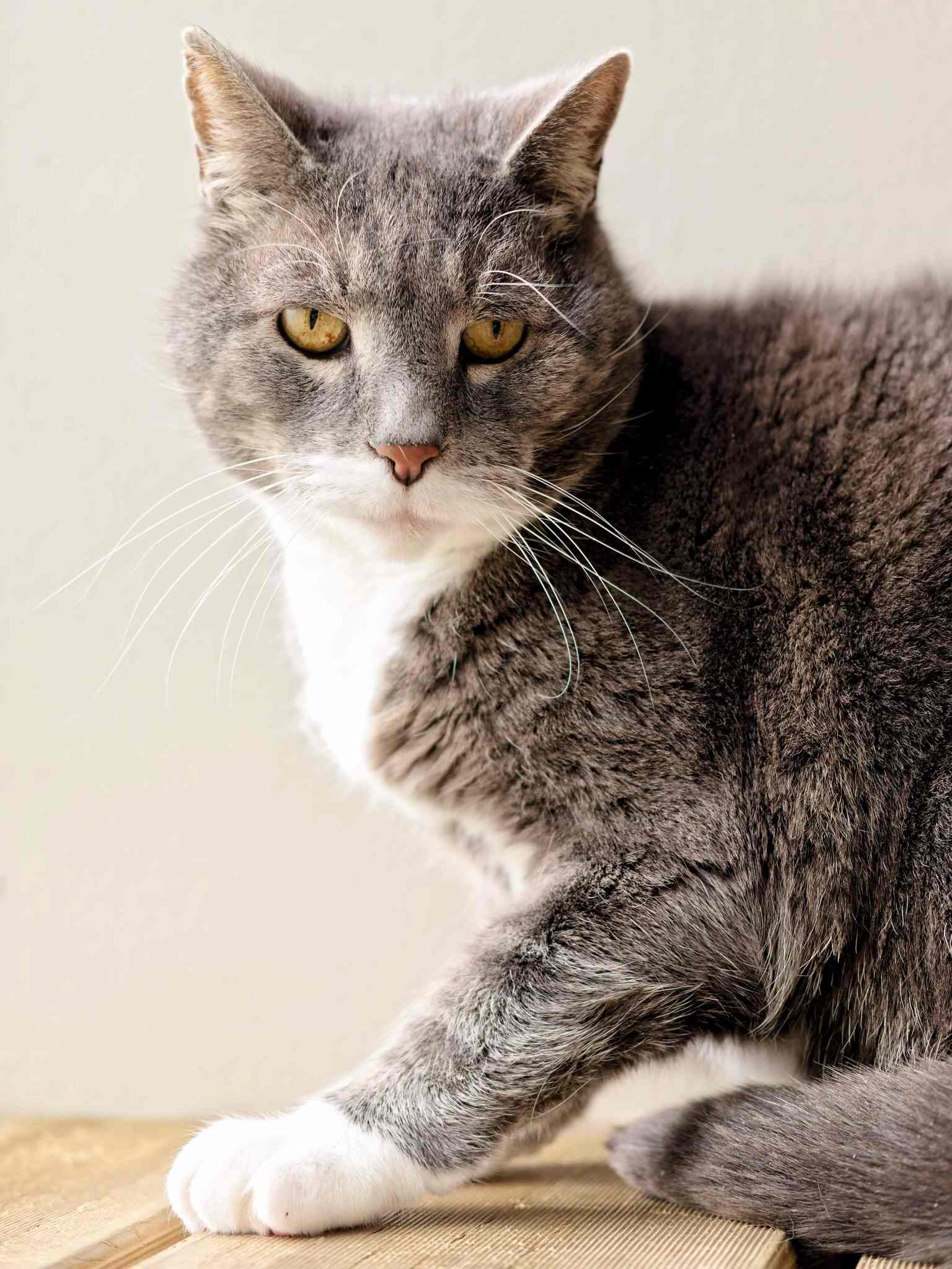 Boutique Cattery – Aucklands Premium Cattery