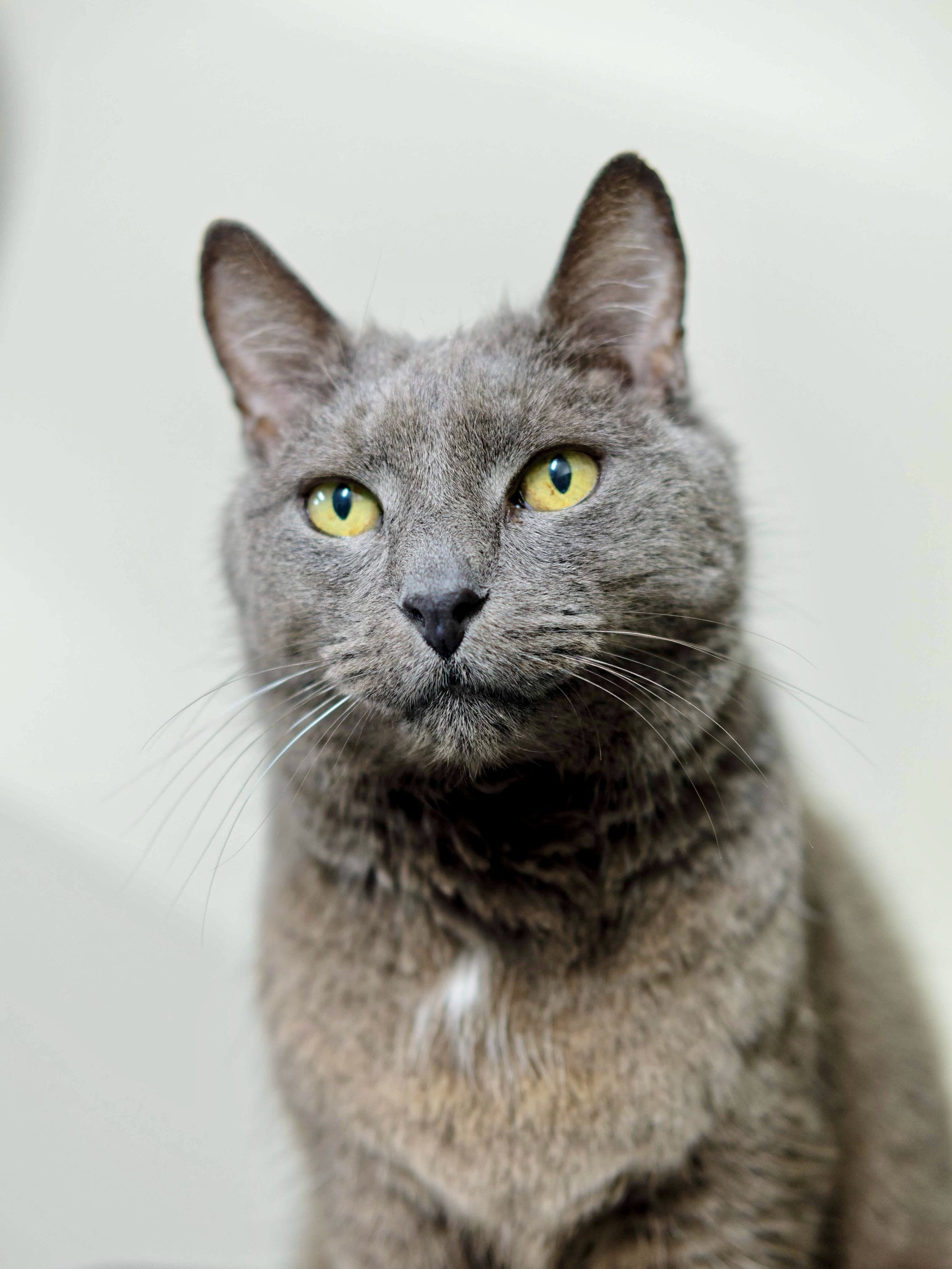 Boutique Cattery – Aucklands Premium Cattery
