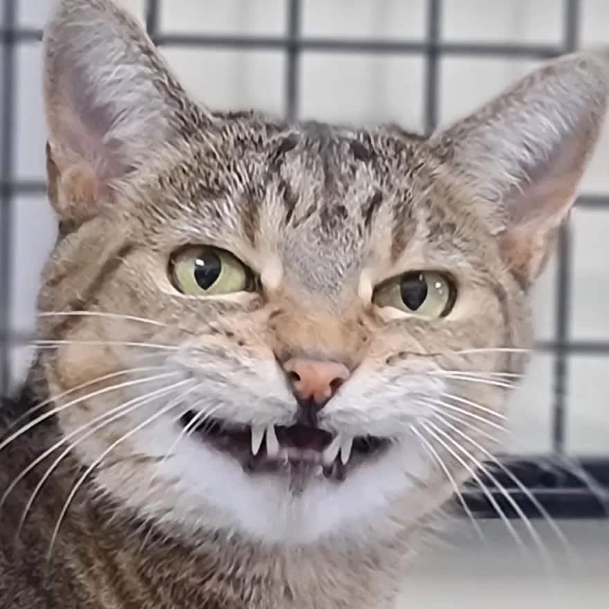 Missing Page – Boutique Cattery