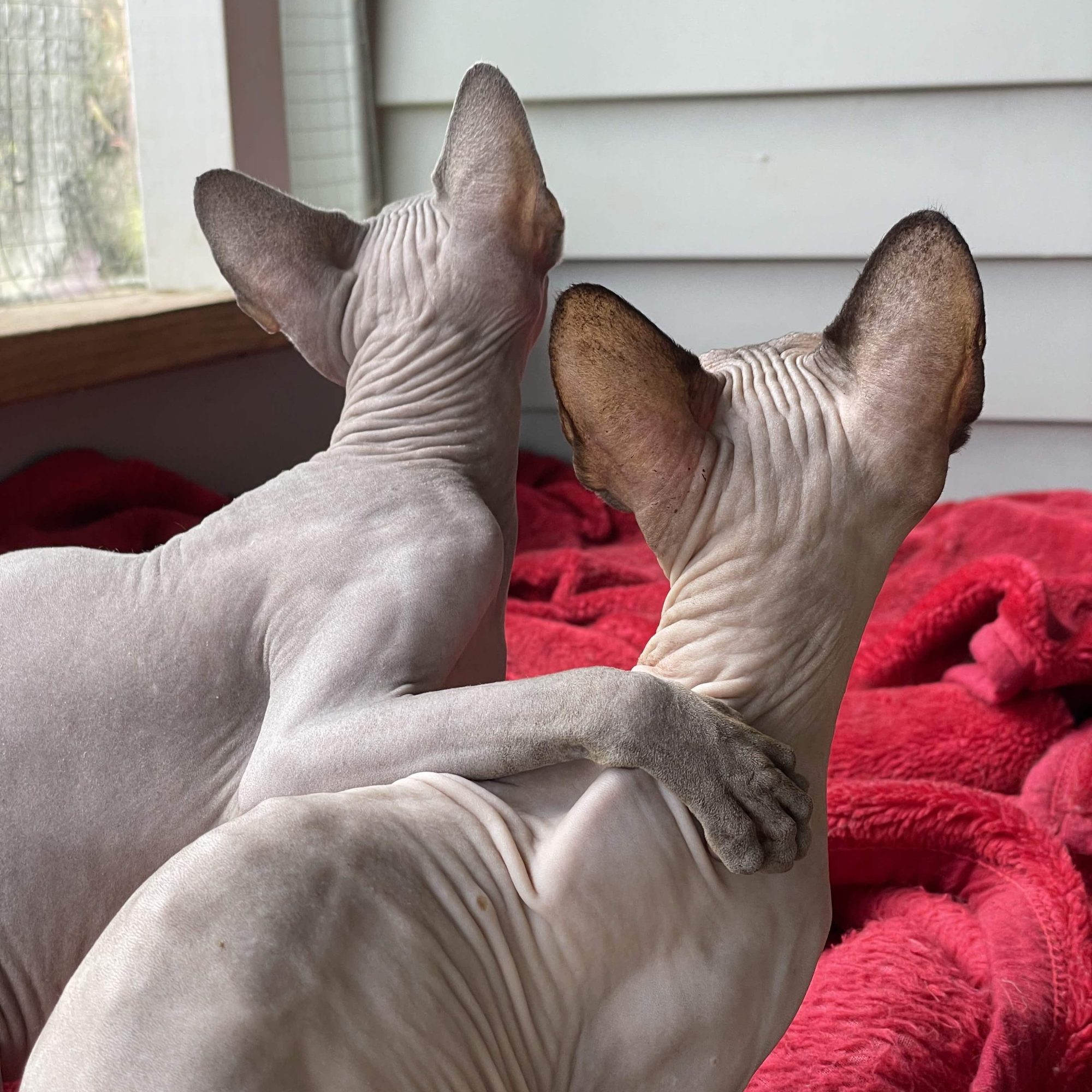 Boutique Cattery – Aucklands Premium Cattery